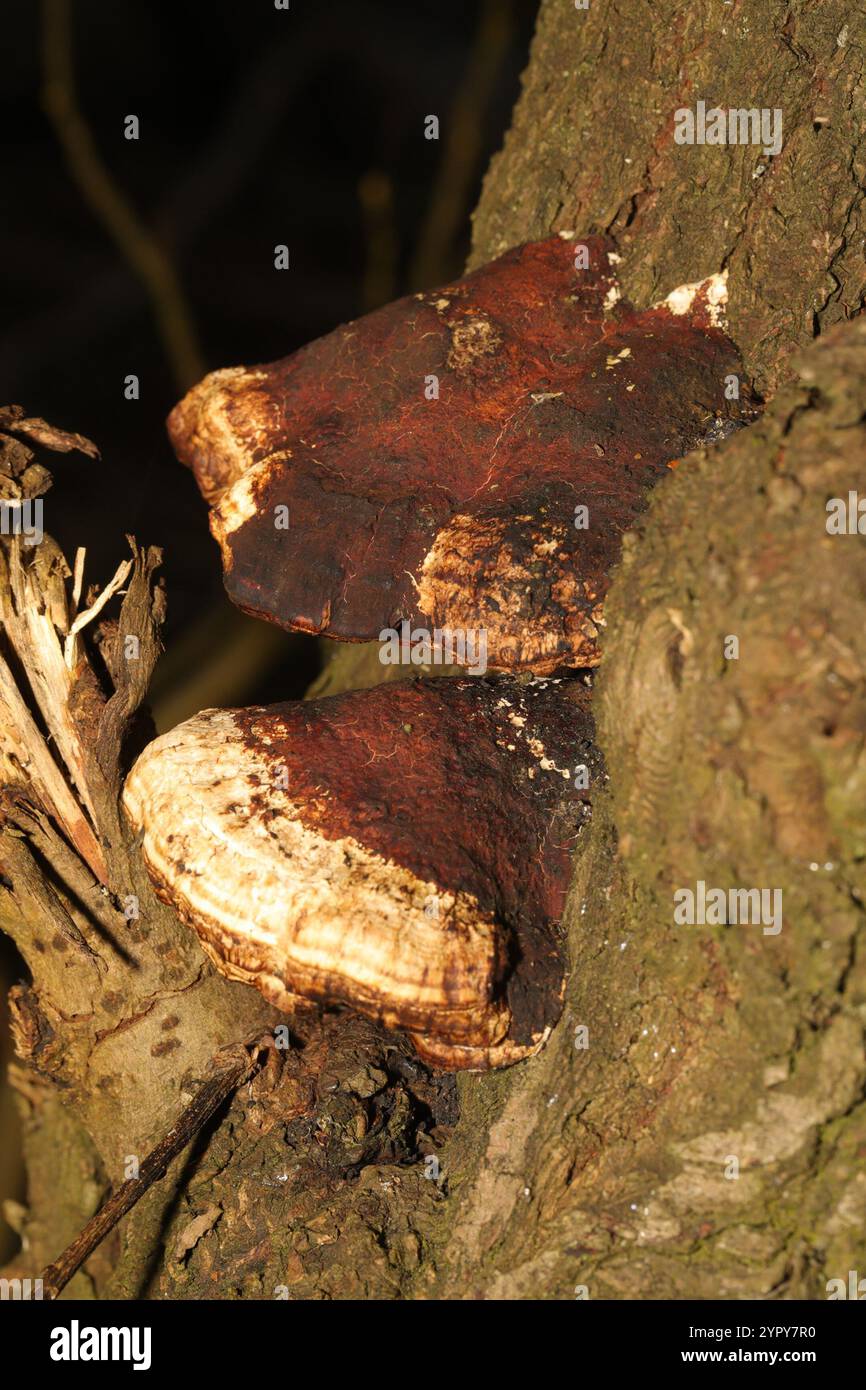 Thin-walled Maze Polypore (Daedaleopsis confragosa Stock Photo - Alamy
