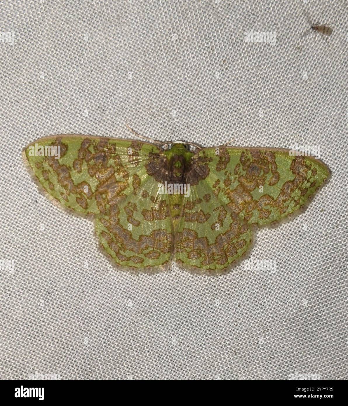 Geometer Moths (Geometridae Stock Photo - Alamy