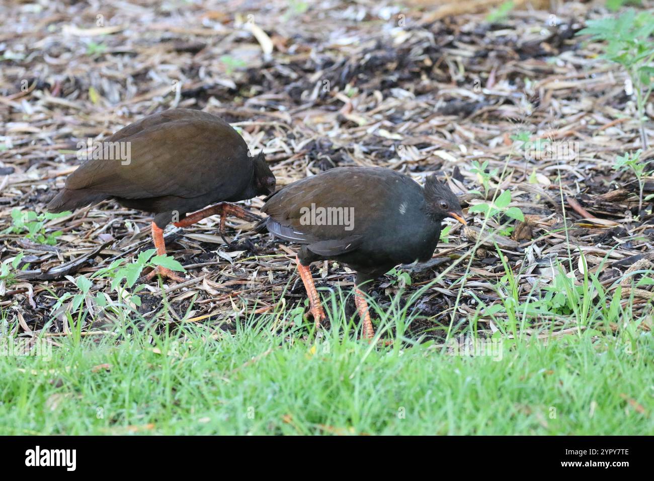 Orange-footed Scrubfowl (Megapodius reinwardt Stock Photo - Alamy