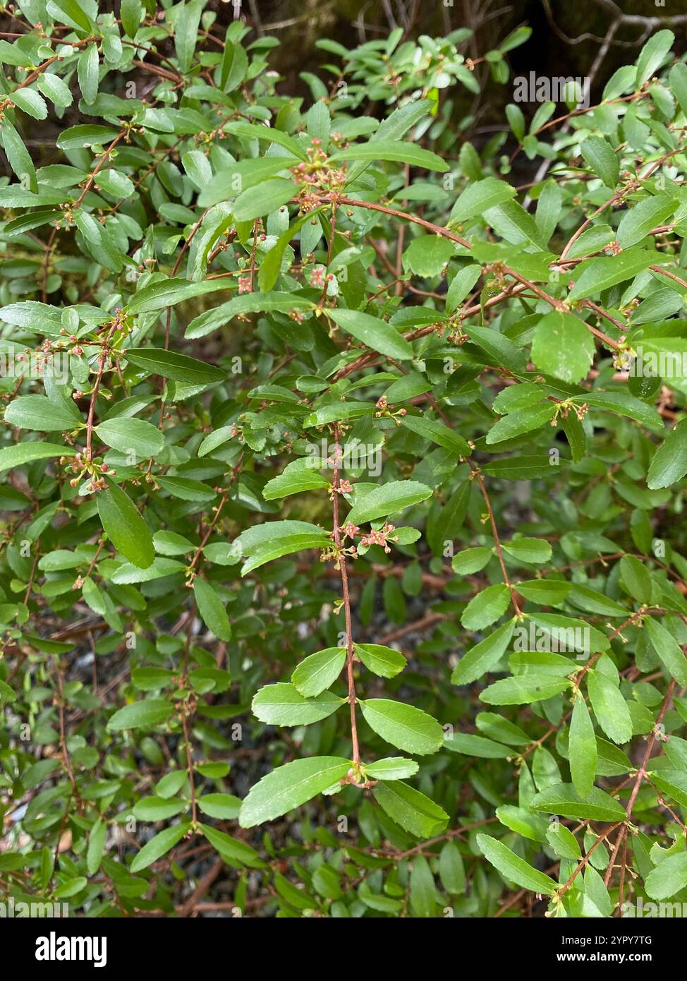 Oregon Boxwood (Paxistima myrsinites Stock Photo - Alamy