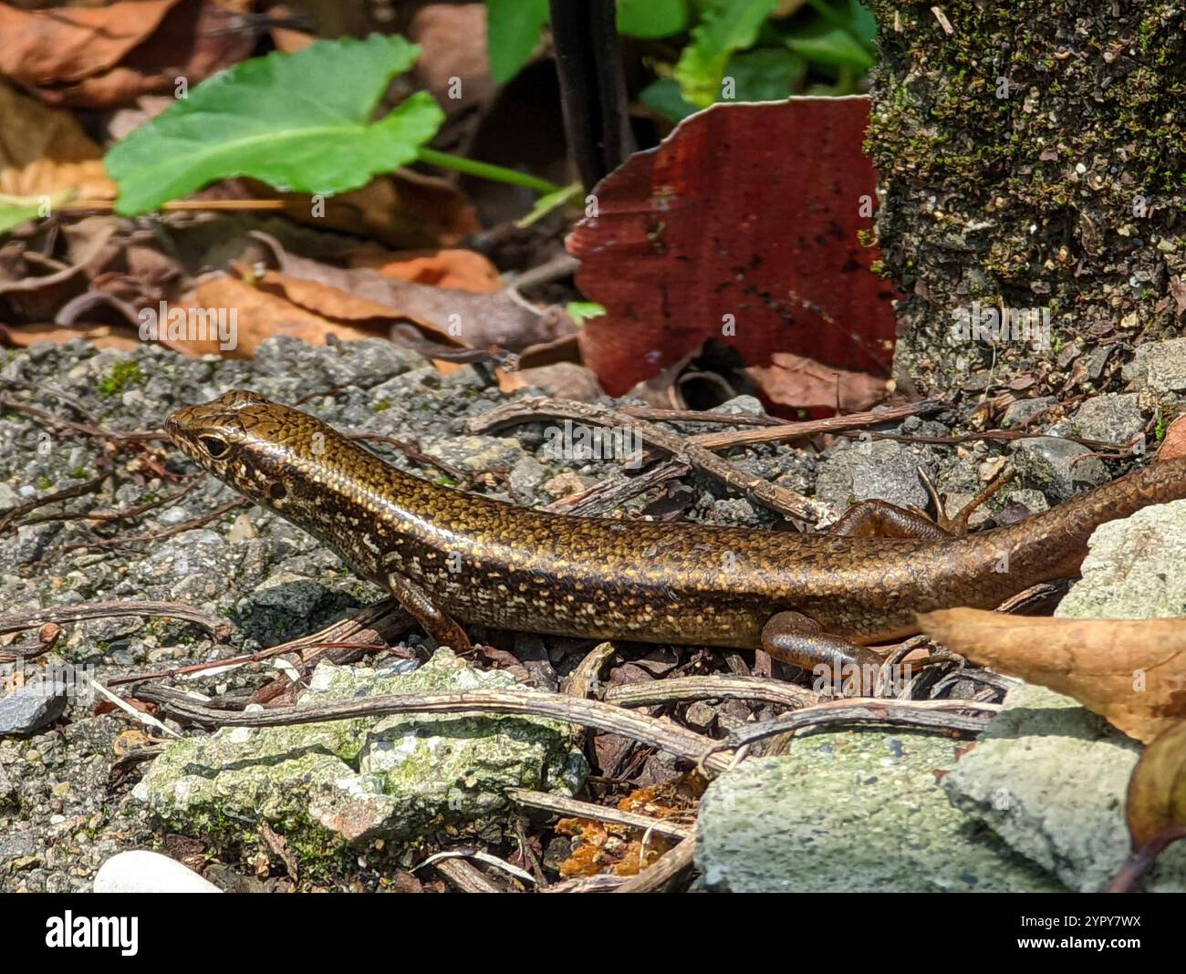 Indian Forest Skink (Sphenomorphus indicus Stock Photo - Alamy