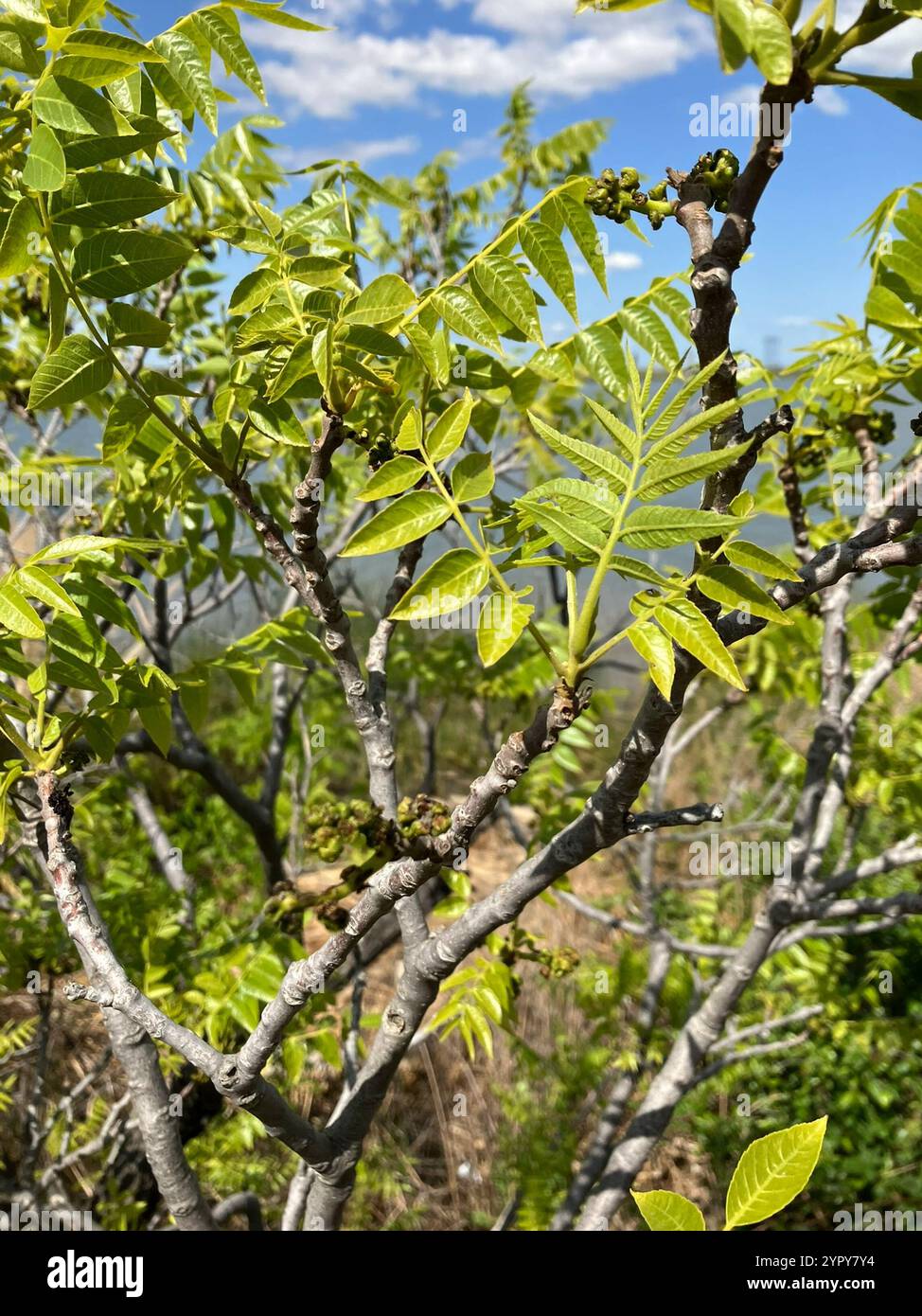 northern California black walnut (Juglans hindsii Stock Photo - Alamy