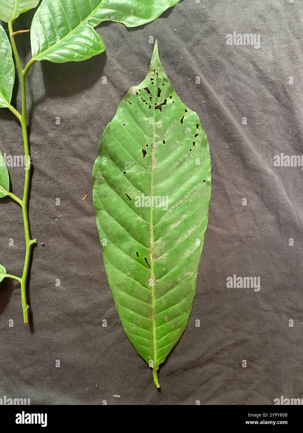 Virola hi-res stock photography and images - Alamy