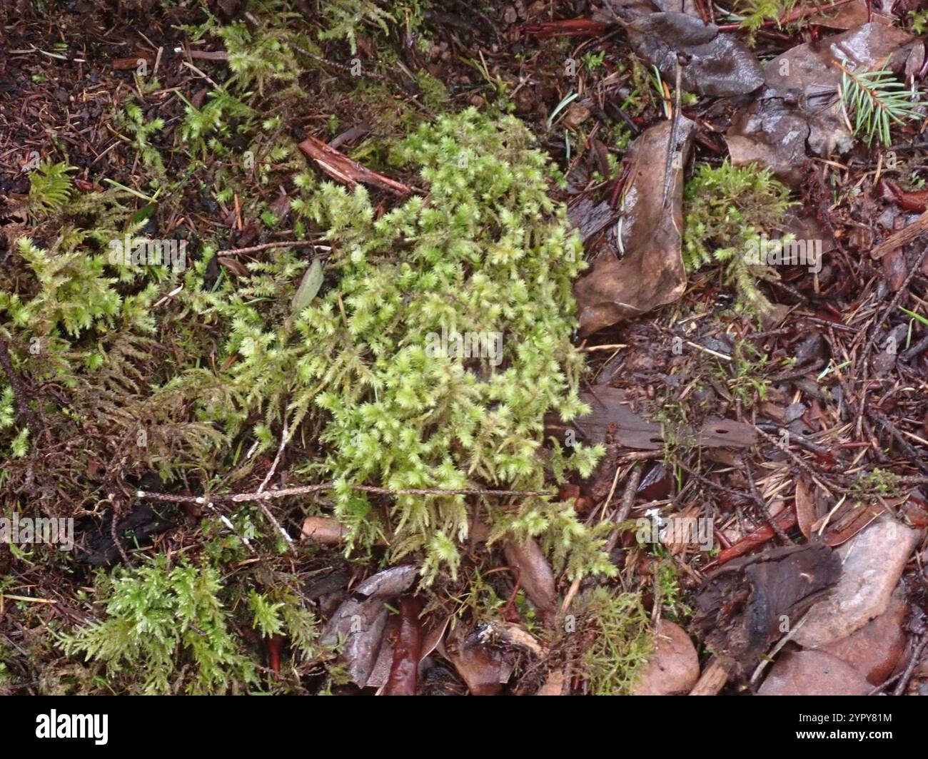 rough goose neck moss (Hylocomiadelphus triquetrus Stock Photo - Alamy