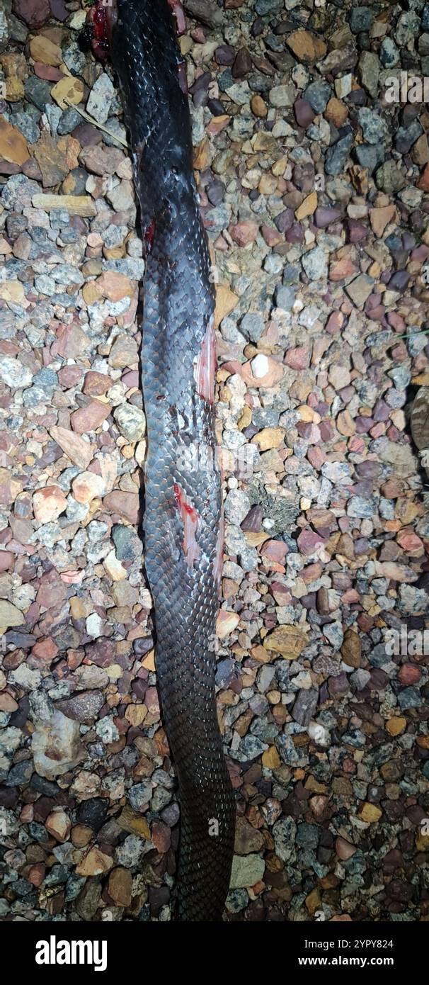 Lesser Black Whipsnake (Demansia vestigiata Stock Photo - Alamy