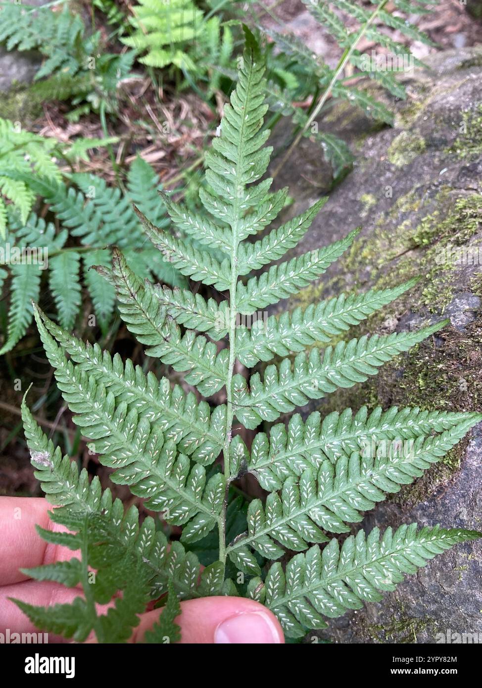 Japanese lady fern hi-res stock photography and images - Alamy