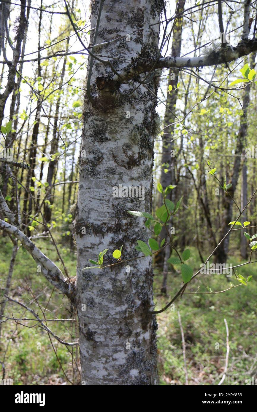 Red Alder (Alnus rubra Stock Photo - Alamy