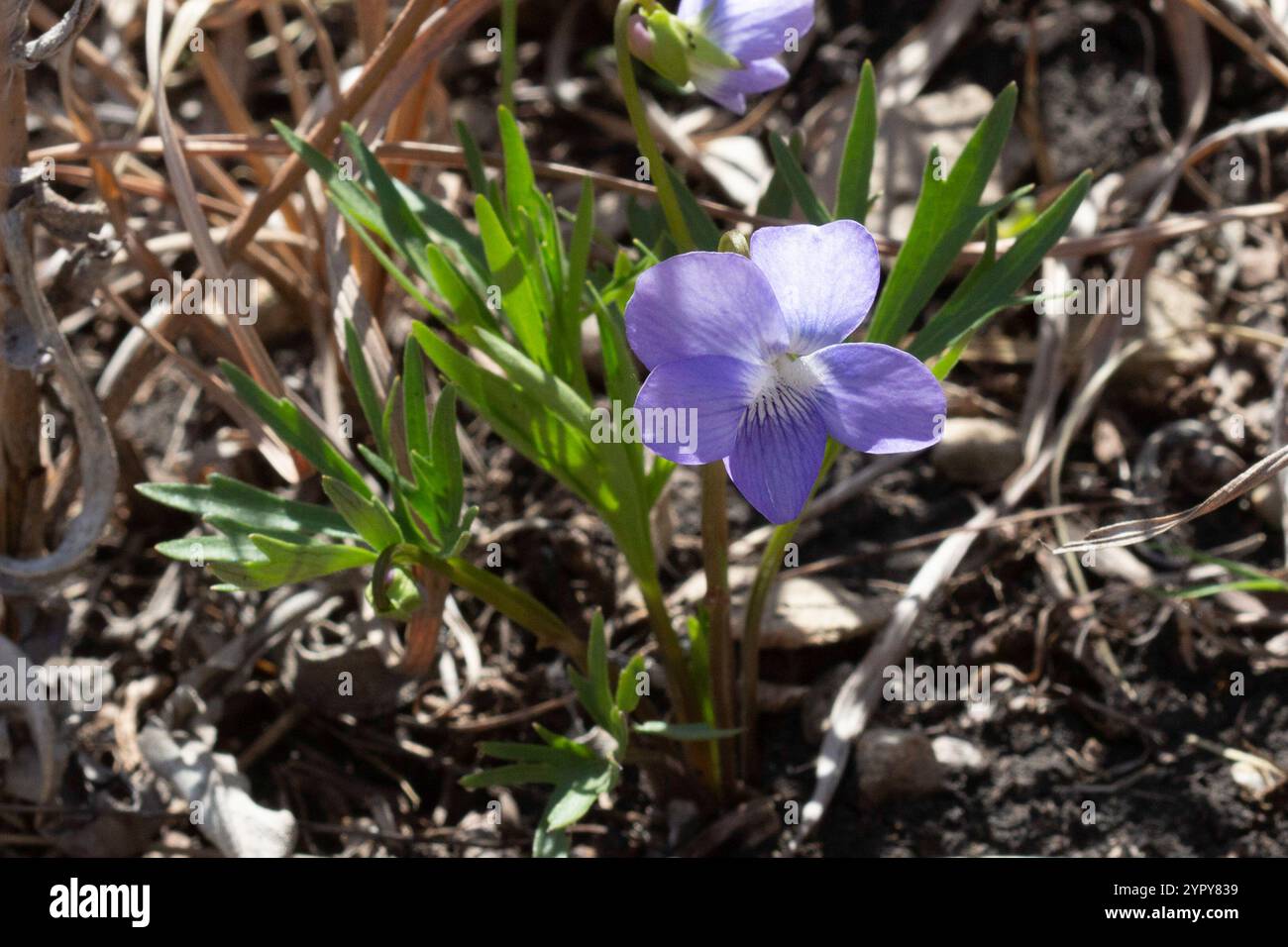 Prairie Violet (Viola pedatifida Stock Photo - Alamy