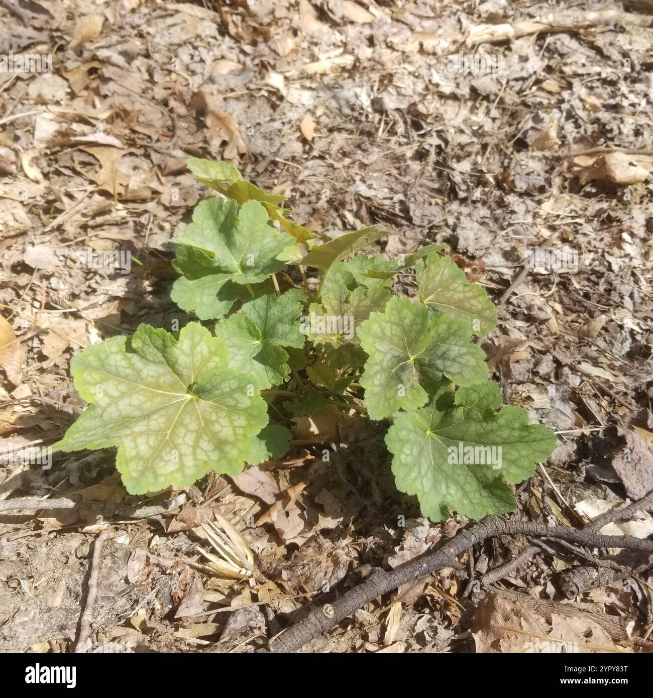 American alumroot (Heuchera americana Stock Photo - Alamy