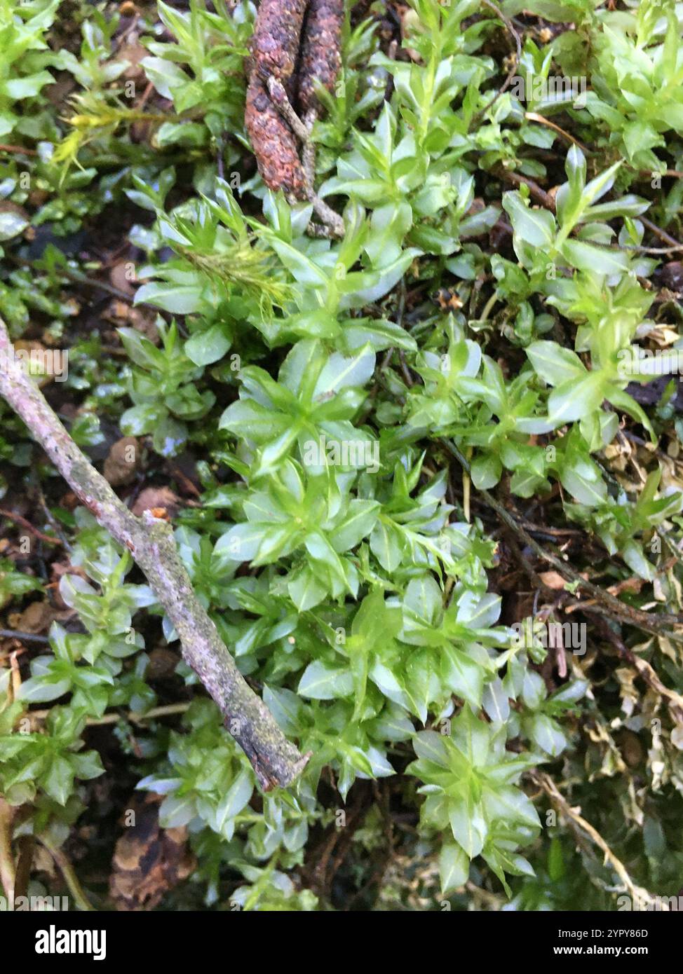 Badge Moss (Plagiomnium insigne Stock Photo - Alamy