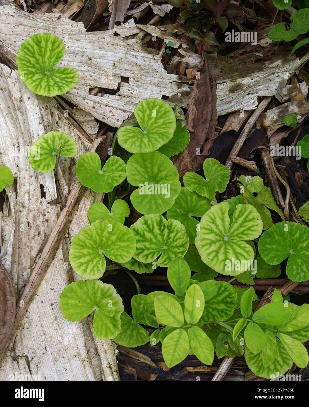 vascular plants (Tracheophyta Stock Photo - Alamy