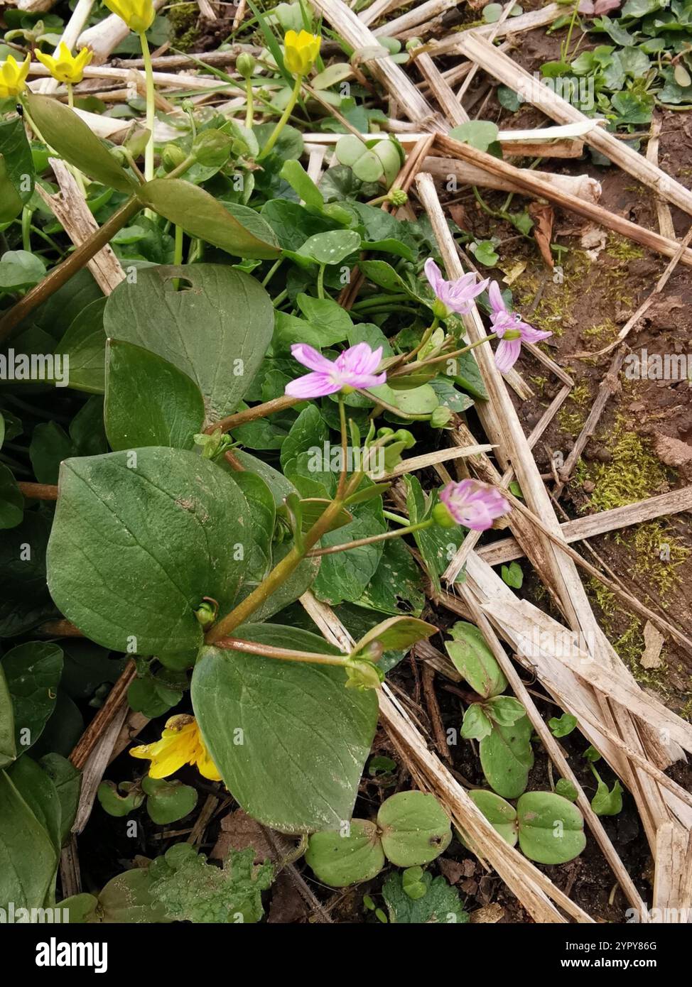 Candy Flower (Claytonia sibirica Stock Photo - Alamy