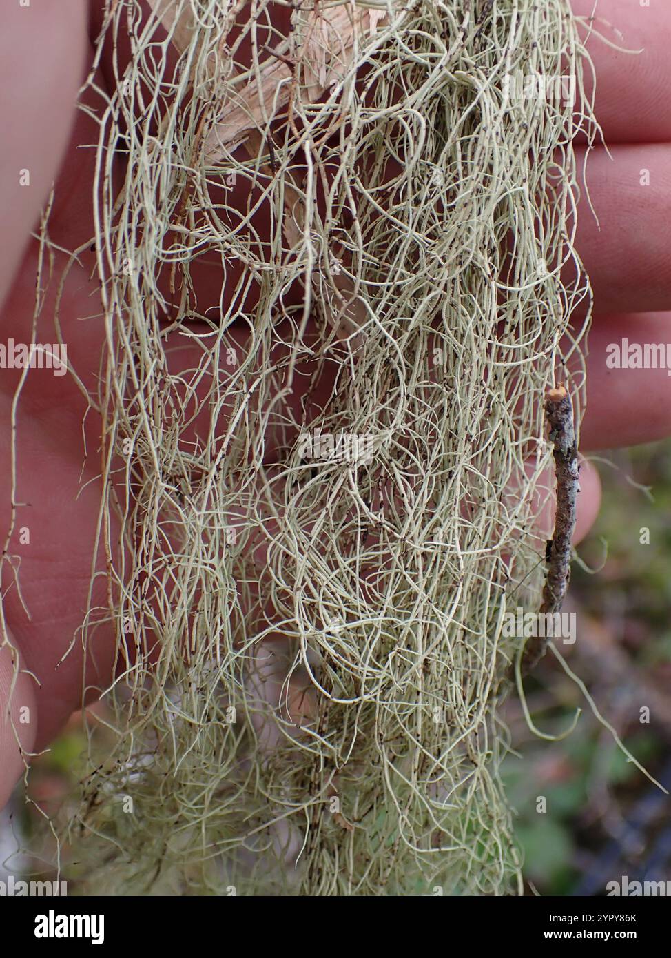 Witch's Hair (Alectoria sarmentosa Stock Photo - Alamy