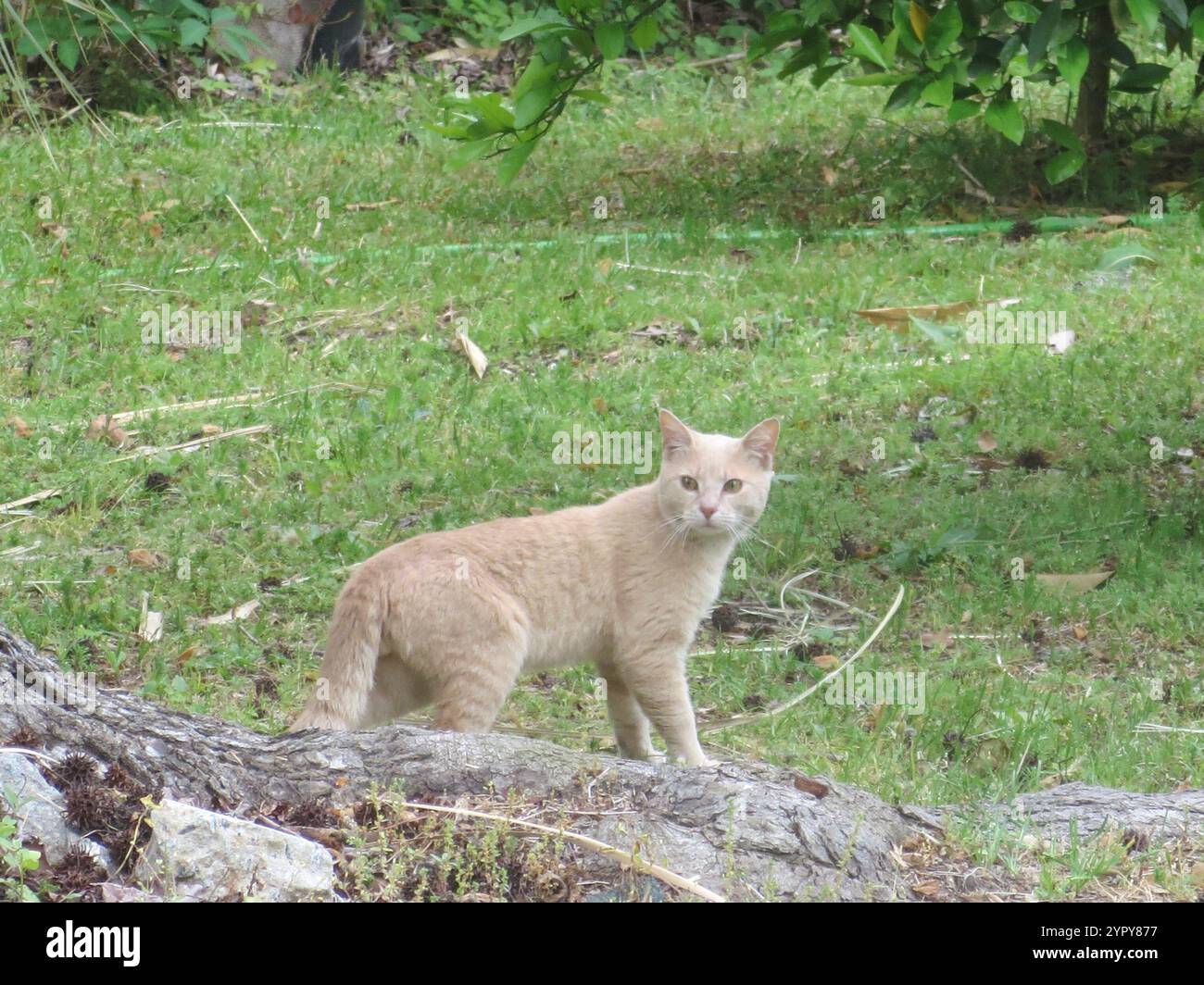 Domestic Cat (Felis catus Stock Photo - Alamy