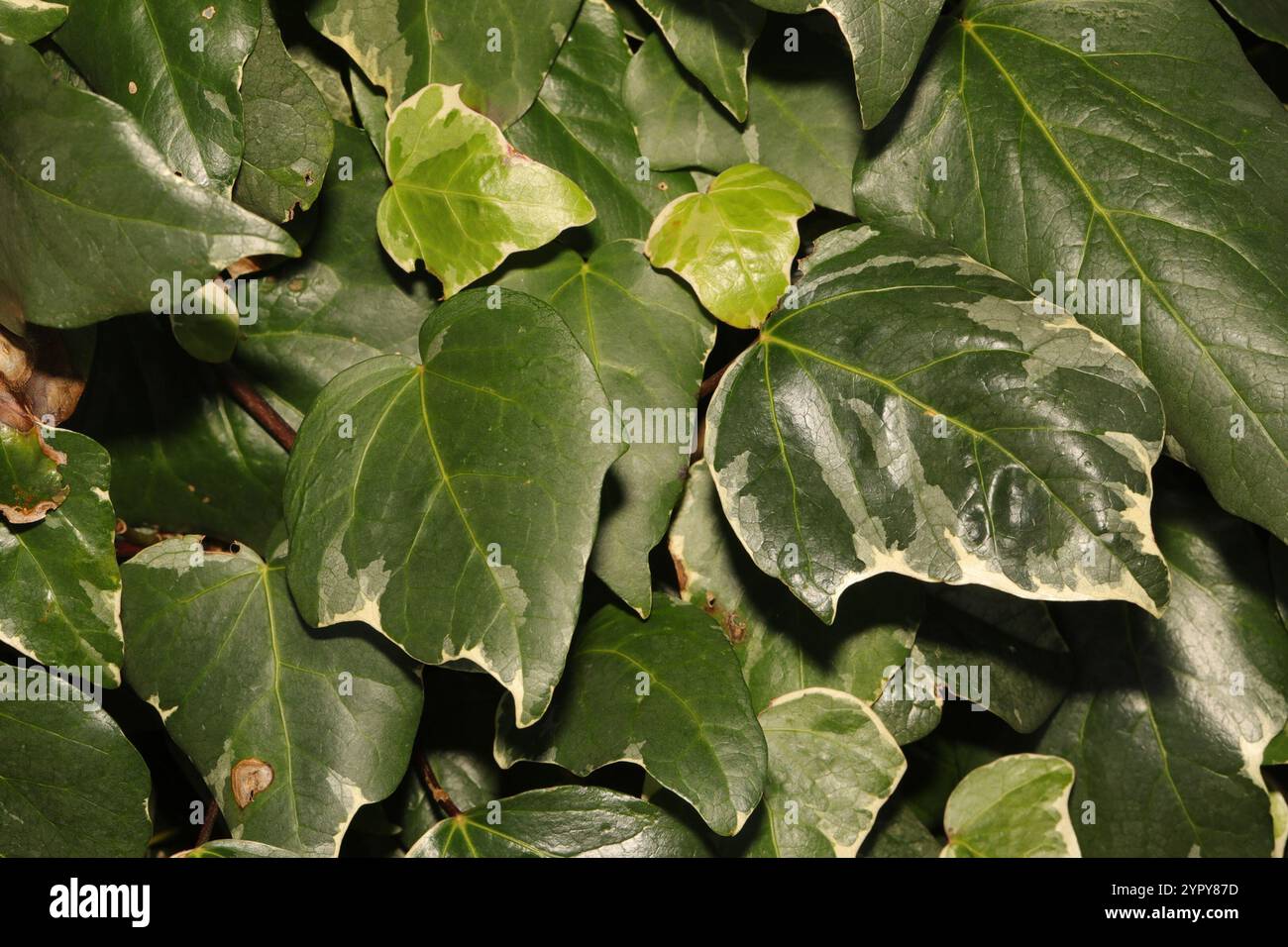 Persian Ivy (Hedera colchica Stock Photo - Alamy