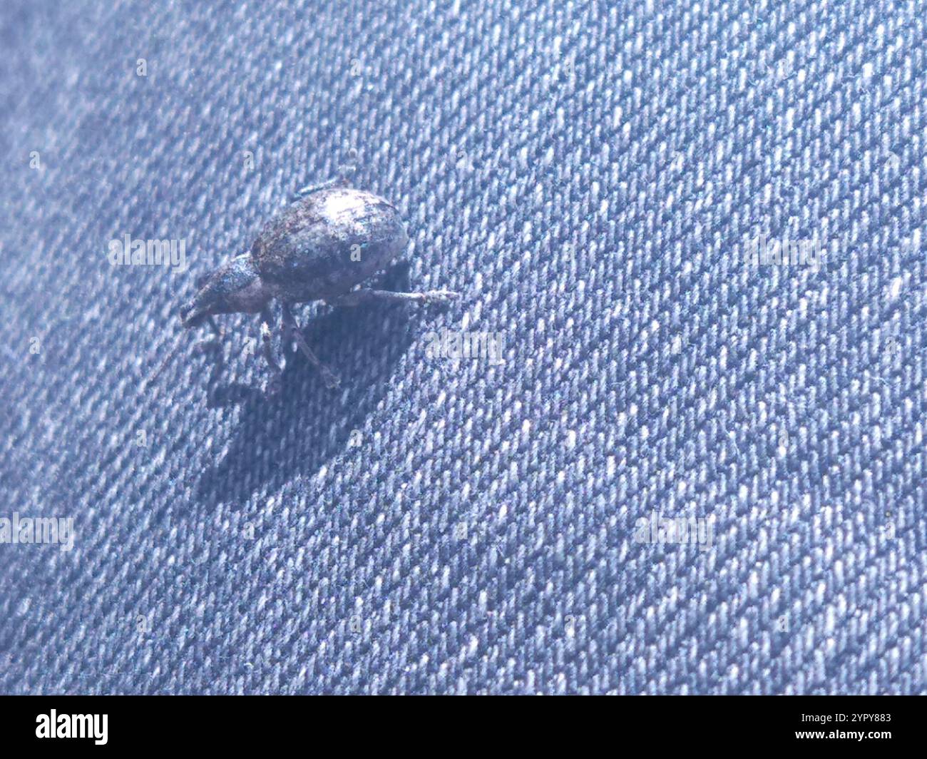 Broad-nosed Weevils (Entiminae Stock Photo - Alamy