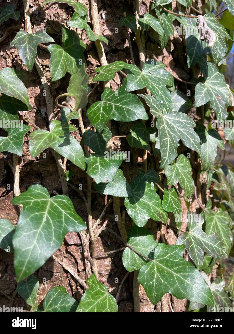 common ivy (Hedera helix Stock Photo - Alamy