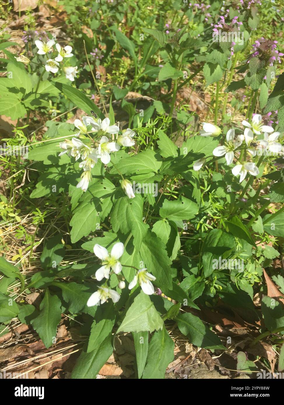 Two-leaved Toothwort (Cardamine diphylla Stock Photo - Alamy