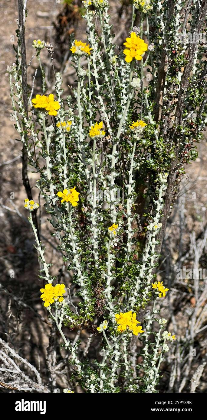 Golden Yarrow (Eriophyllum confertiflorum Stock Photo - Alamy