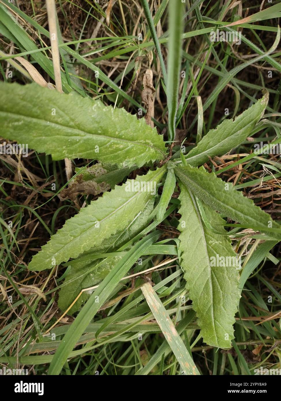 Senecio minimus hi-res stock photography and images - Alamy