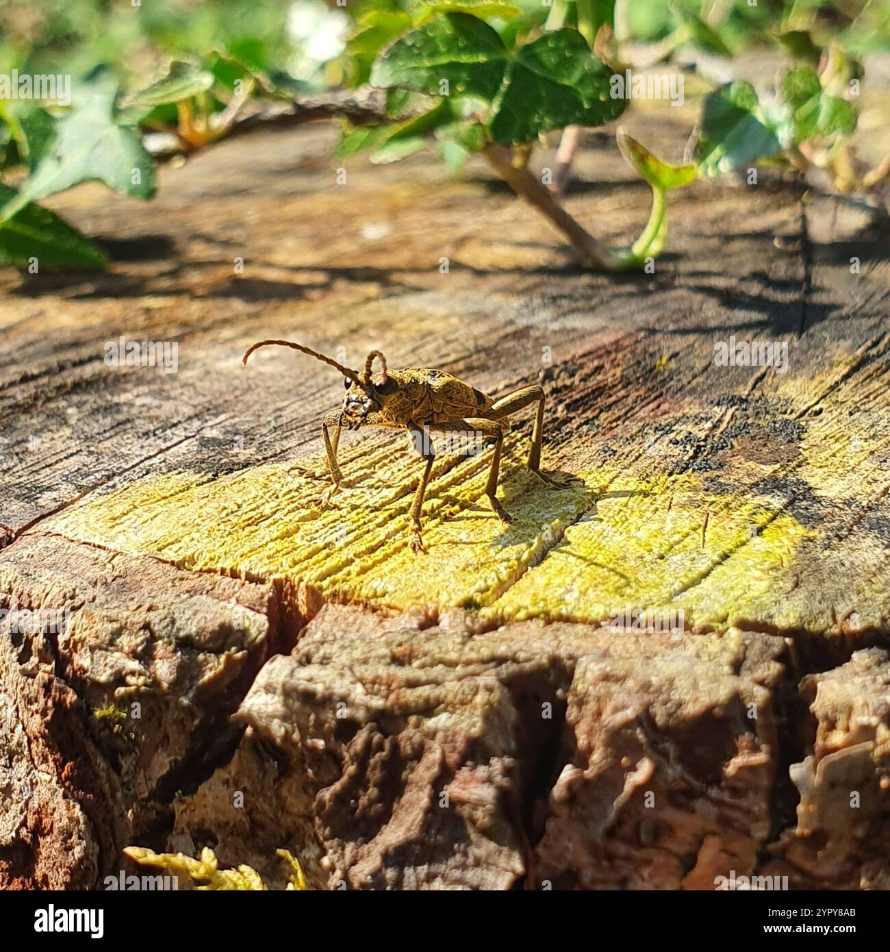 Blackspotted Longhorn Beetle (Rhagium mordax Stock Photo - Alamy
