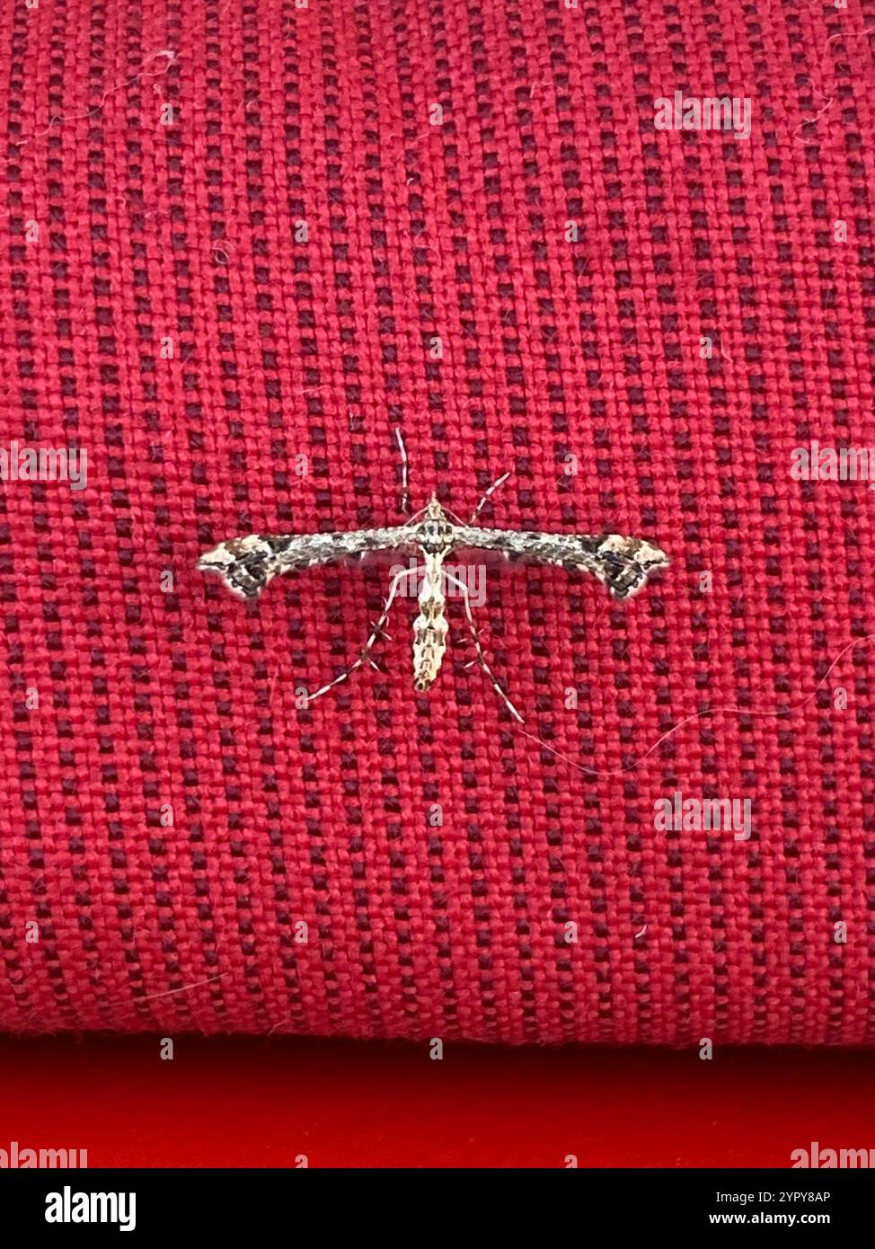 Geranium plume moth hi-res stock photography and images - Alamy