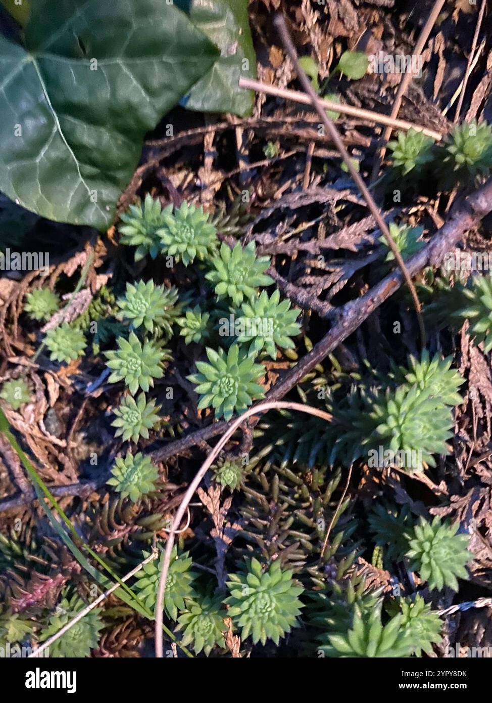 Rock Stonecrop (Petrosedum forsterianum Stock Photo - Alamy