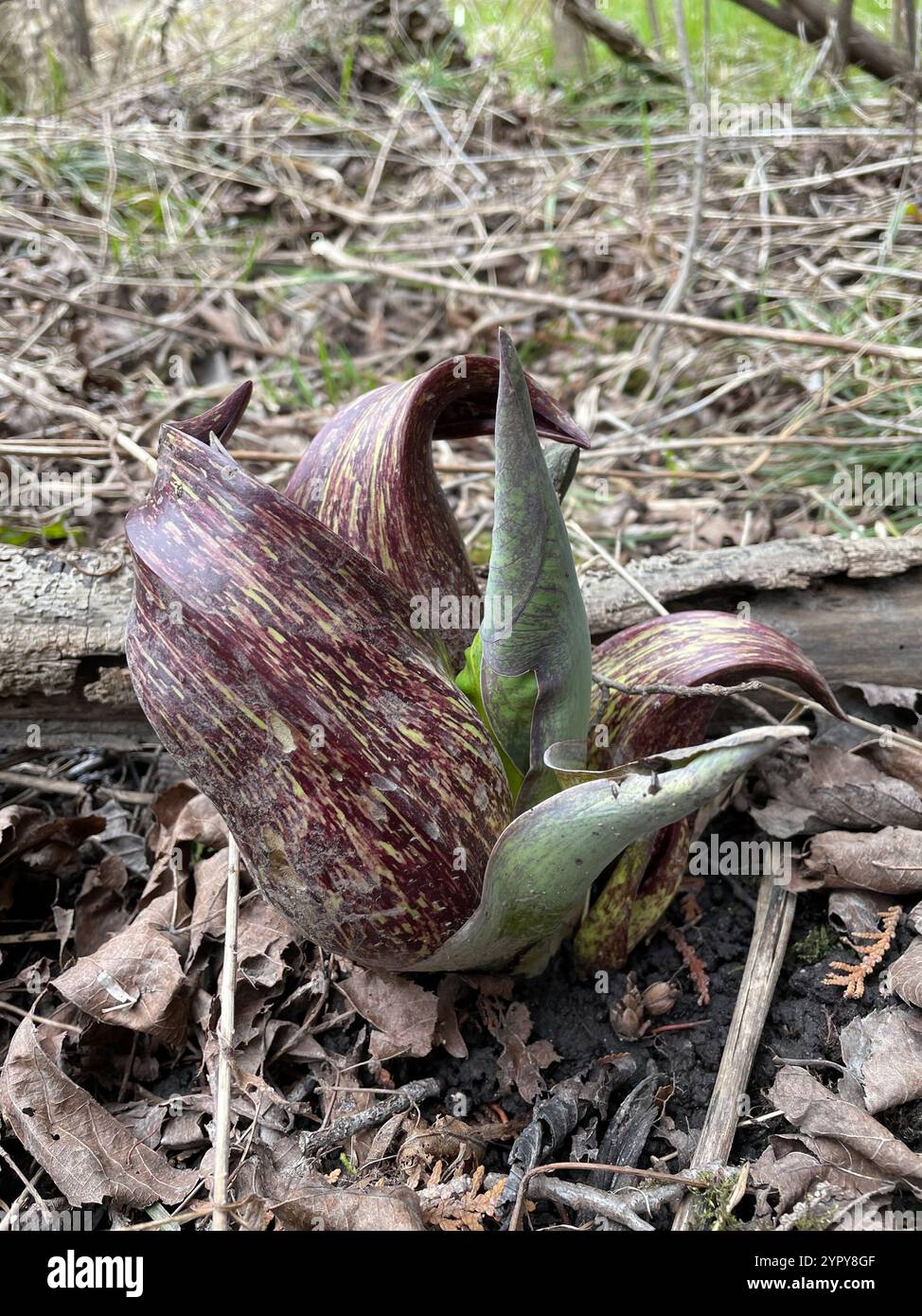 Eastern Skunk Cabbage (Symplocarpus foetidus Stock Photo - Alamy