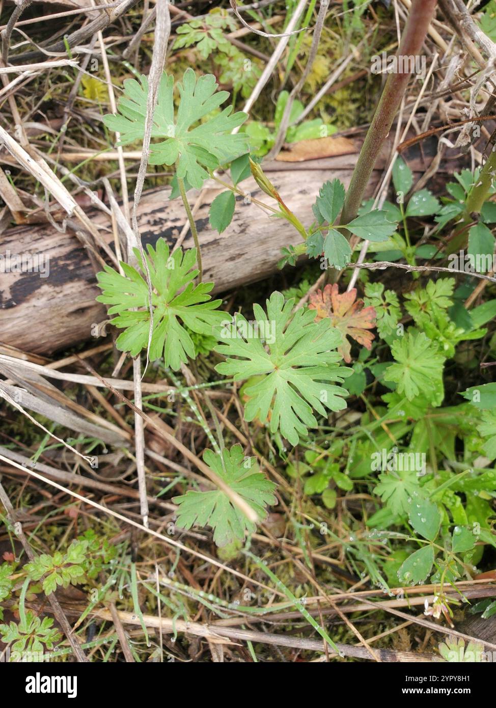 Geranium family (Geraniaceae Stock Photo - Alamy