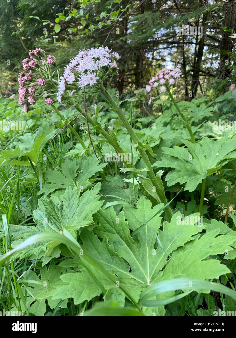 Arctic Butterbur (Petasites frigidus Stock Photo - Alamy