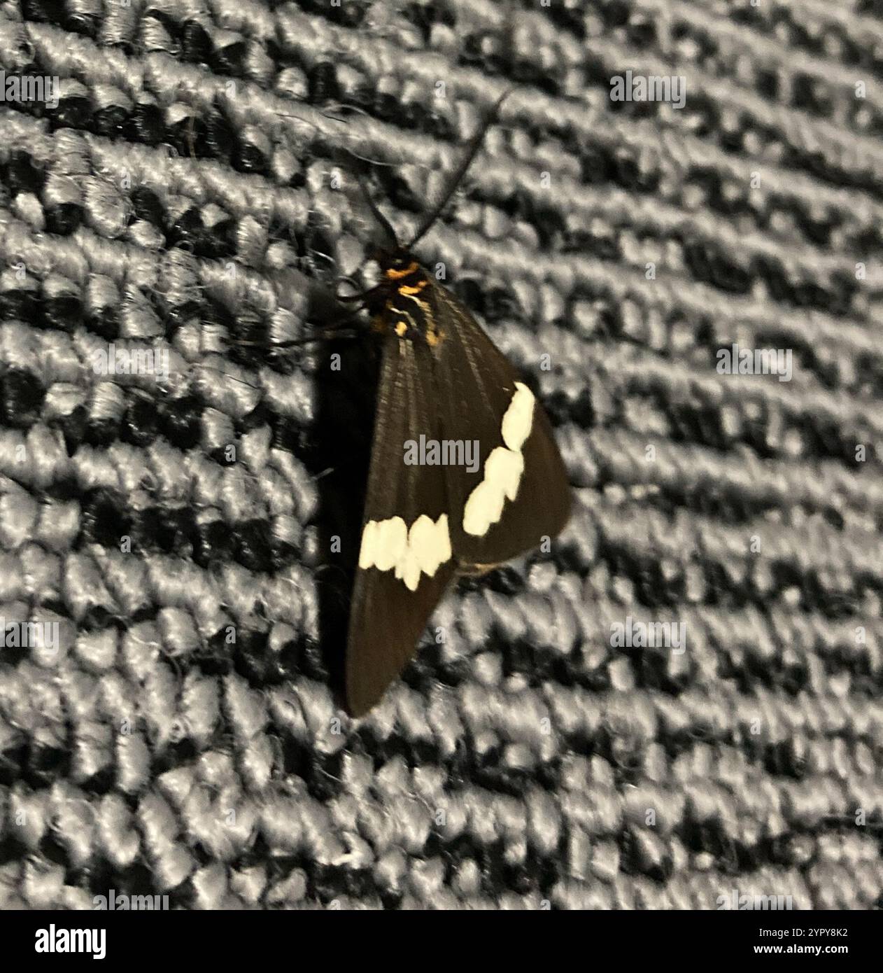 Australian magpie moth hi-res stock photography and images - Alamy