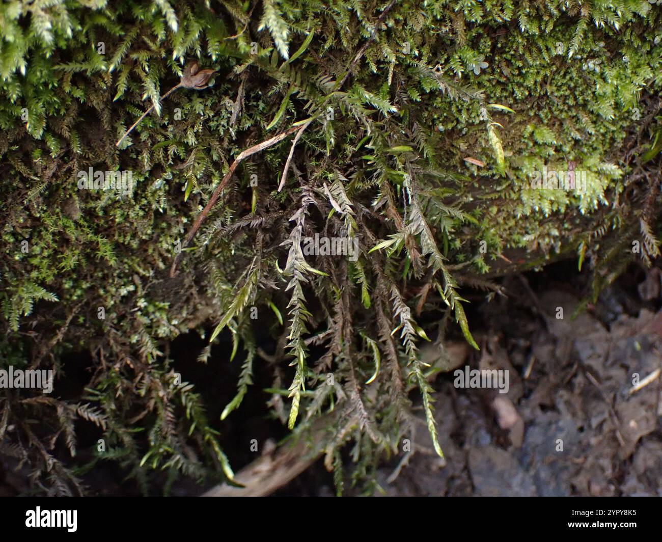 New Mexican fontinalis moss (Fontinalis neomexicana Stock Photo - Alamy
