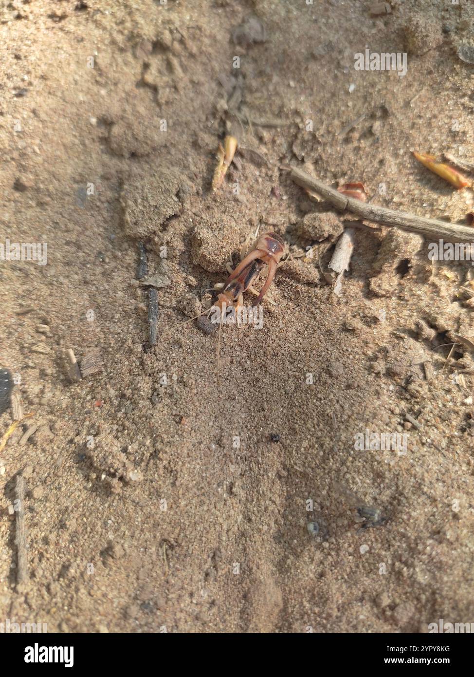 Shore Earwig (Labidura riparia Stock Photo - Alamy