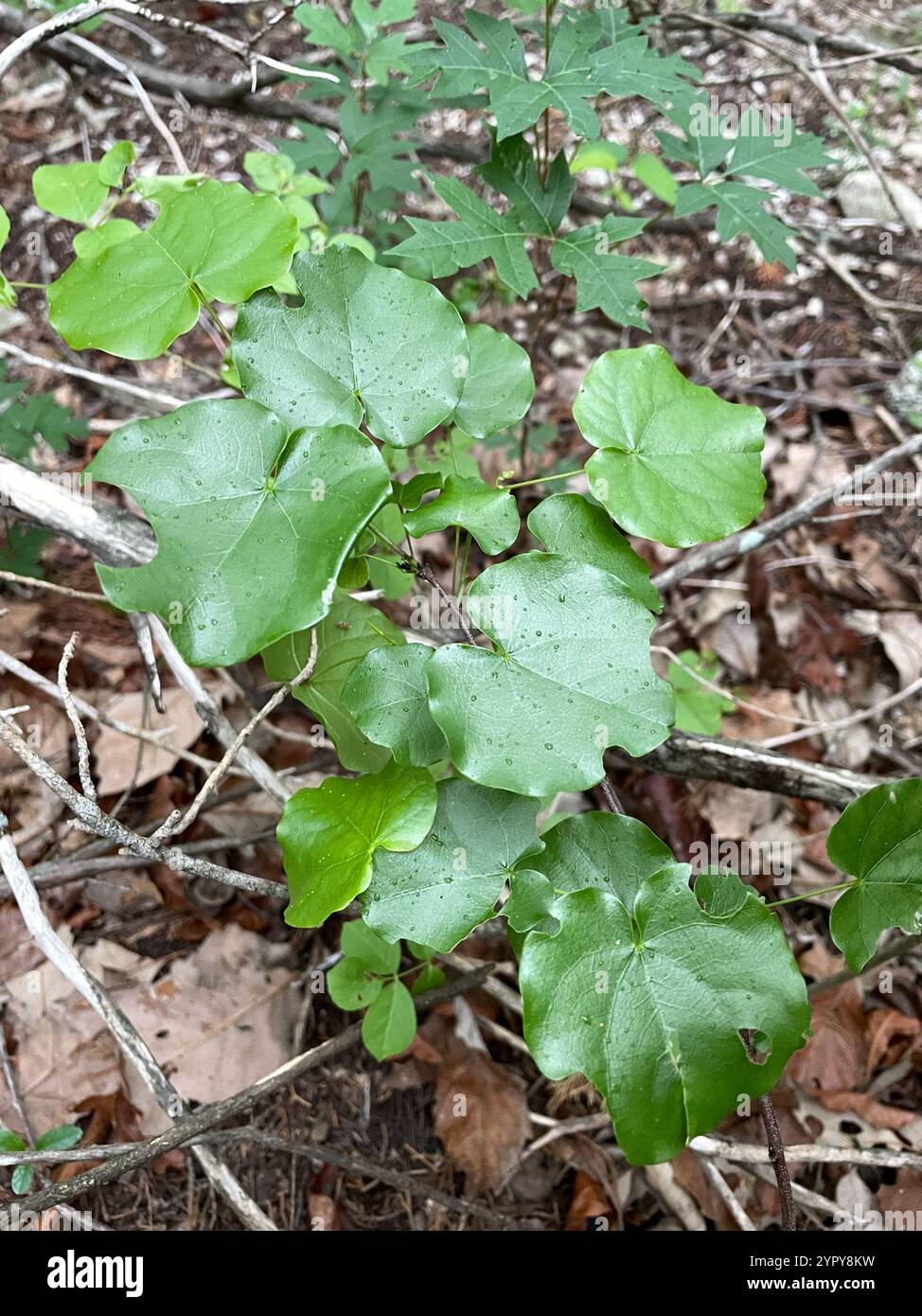 Texas redbud (Cercis canadensis texensis Stock Photo - Alamy