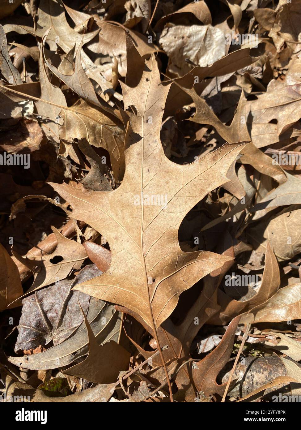 cherrybark oak (Quercus pagoda Stock Photo - Alamy