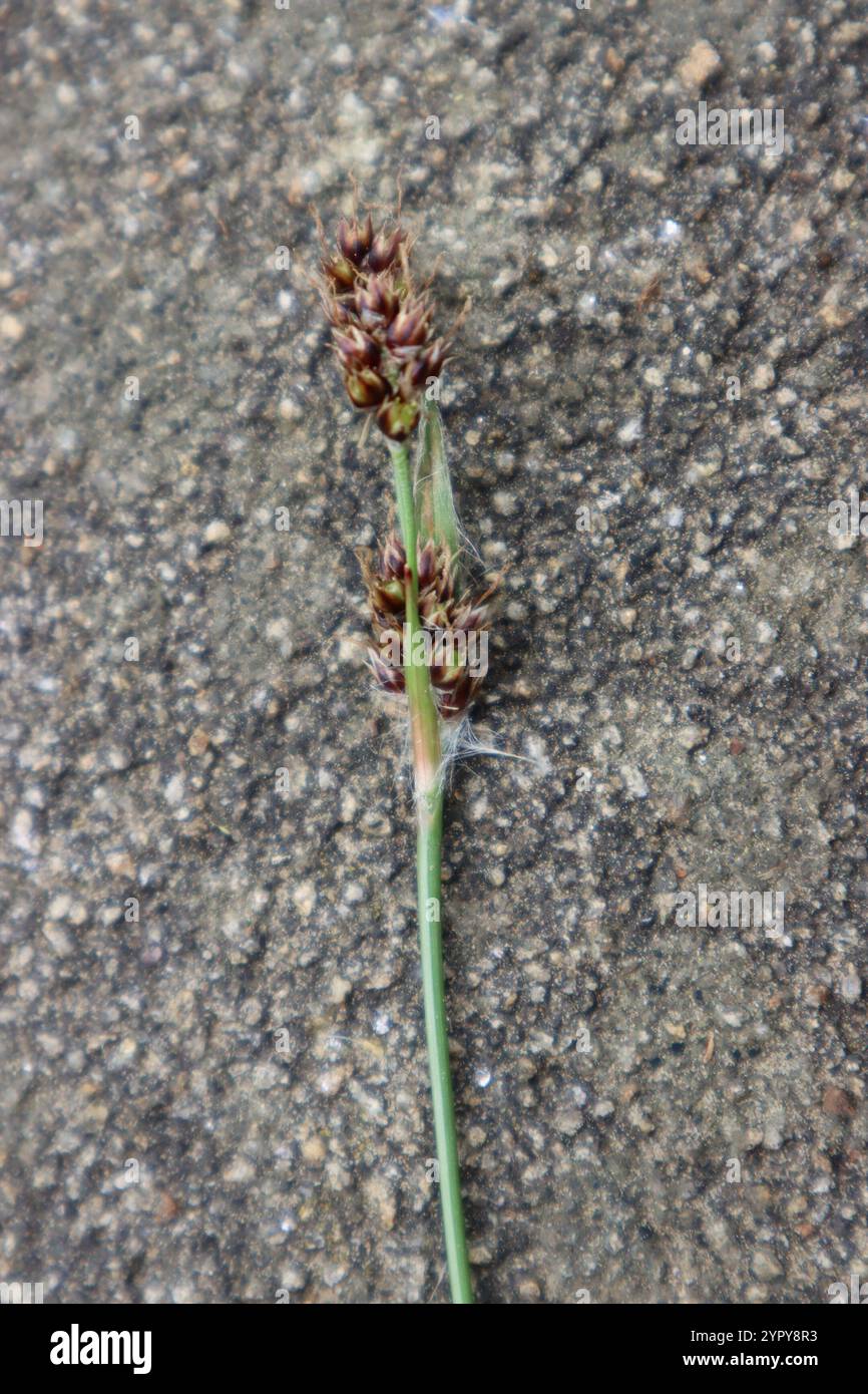 Field woodrush (Luzula campestris Stock Photo - Alamy