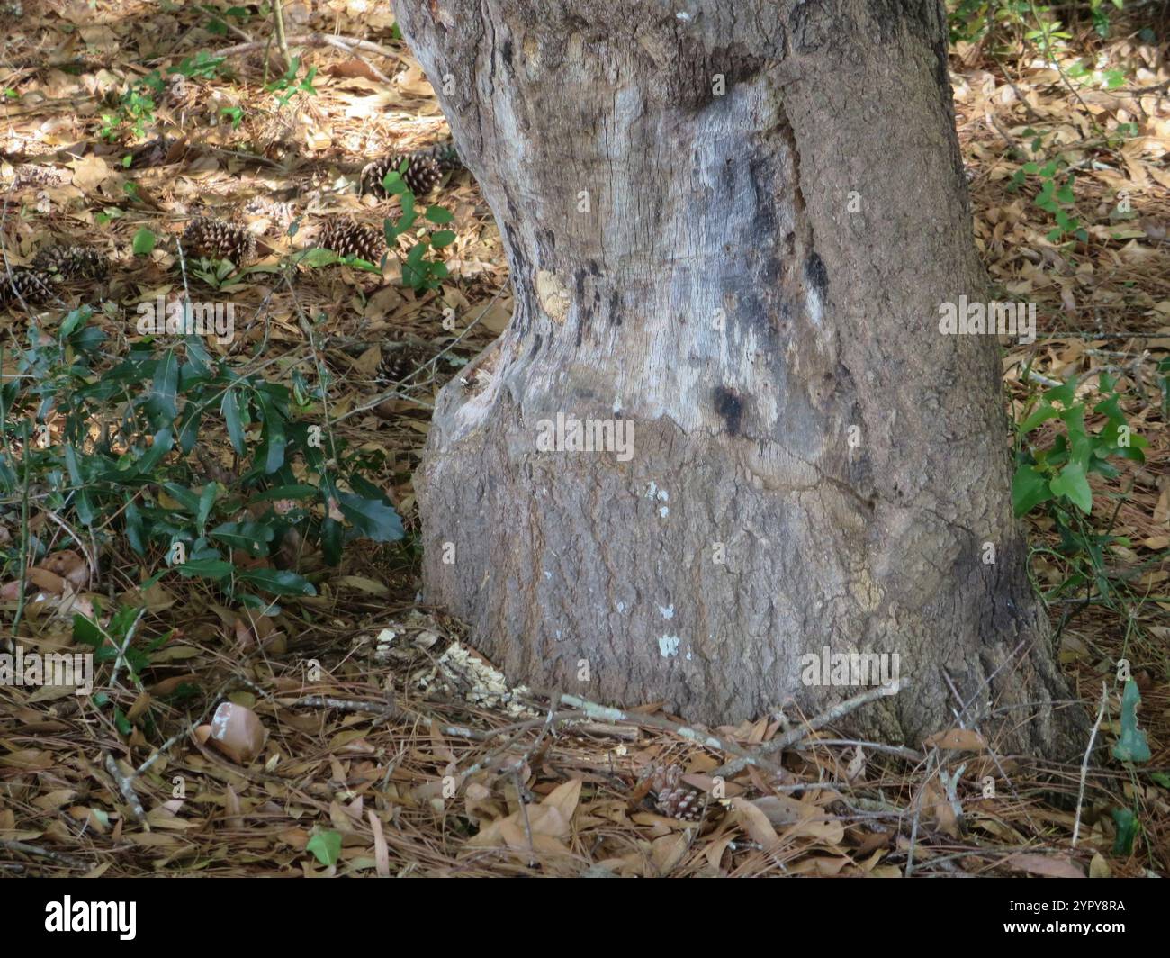 water oak (Quercus nigra Stock Photo - Alamy