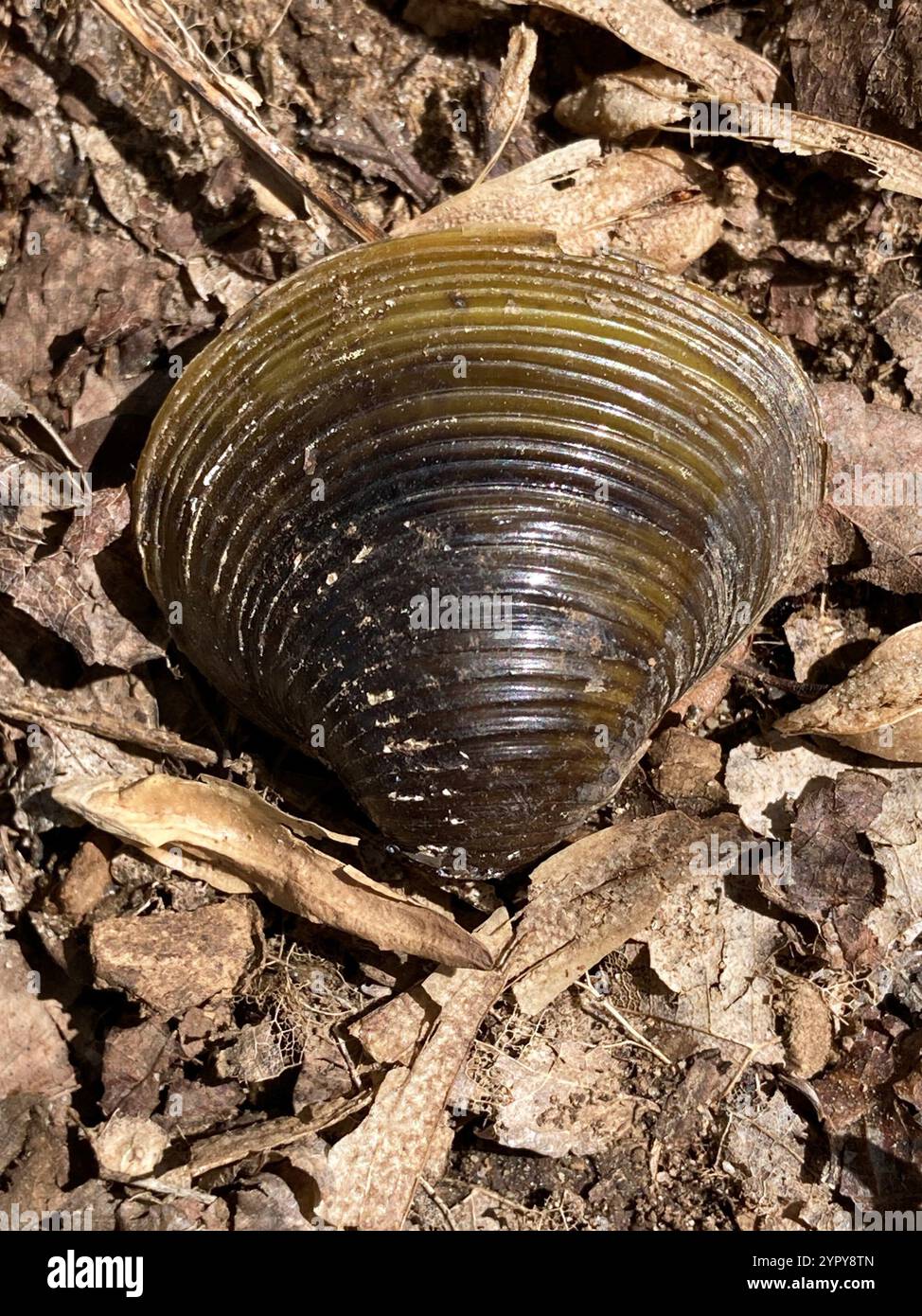 Asian Clam (Corbicula fluminea Stock Photo - Alamy