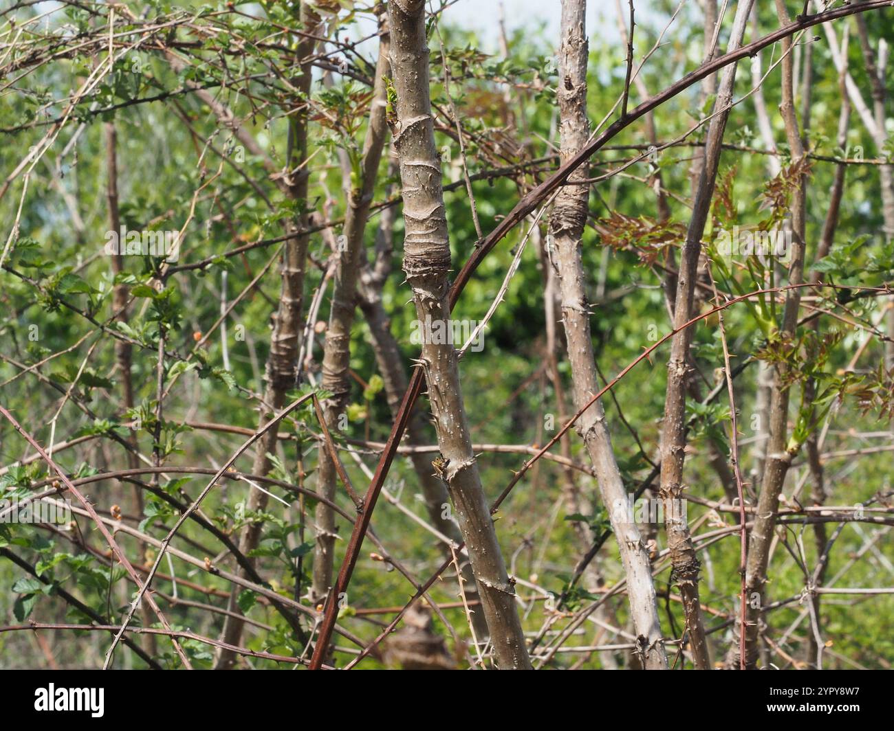 devil's walkingstick (Aralia spinosa Stock Photo - Alamy