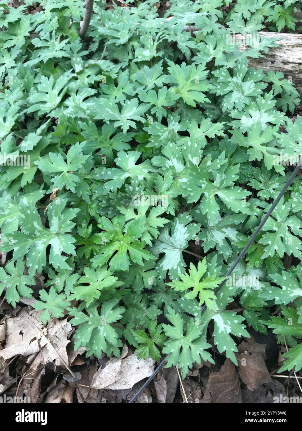 Broad-leaf Waterleaf (Hydrophyllum canadense Stock Photo - Alamy