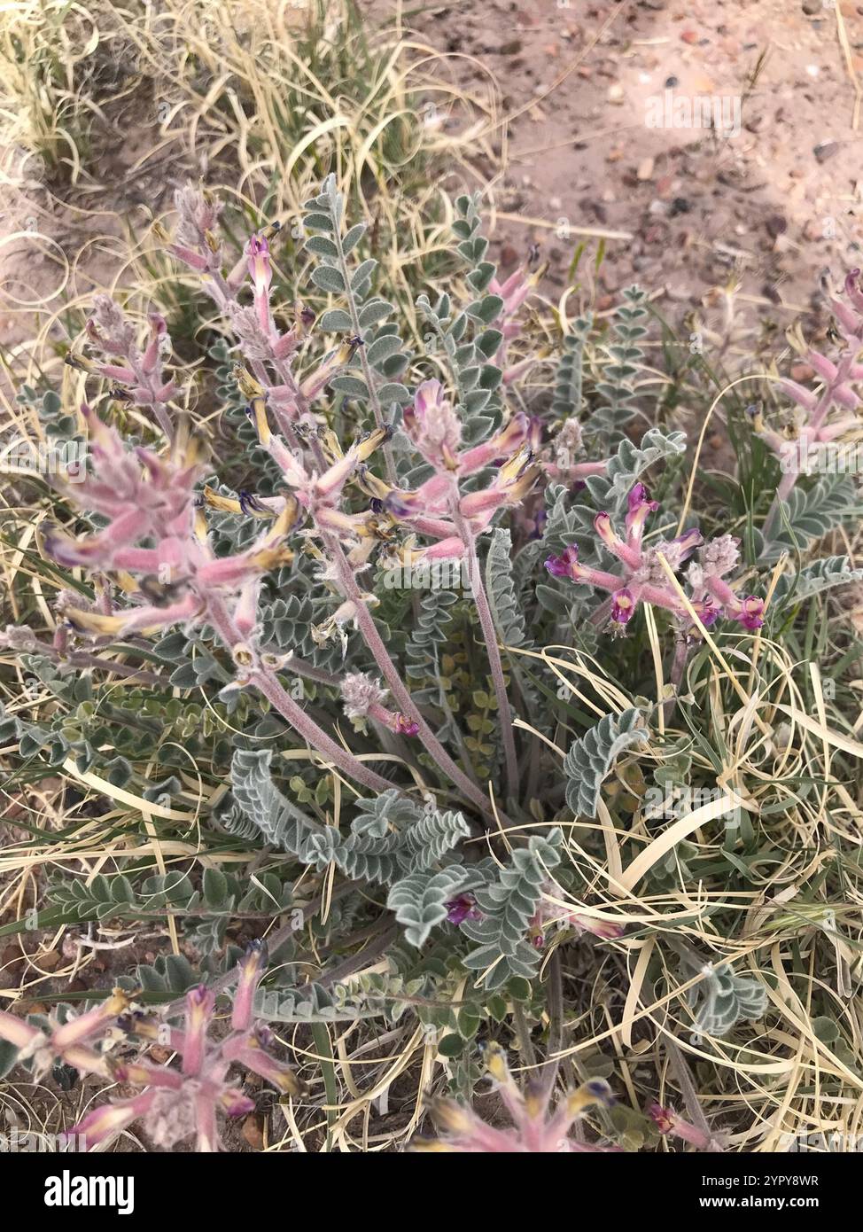 Woolly Locoweed (Astragalus mollissimus Stock Photo - Alamy