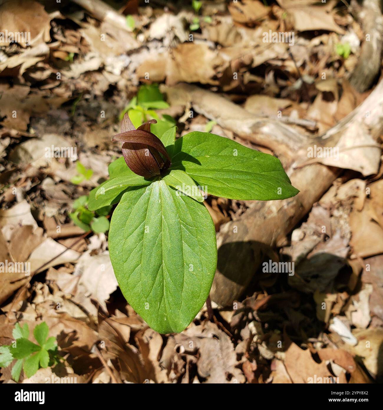 toadshade (Trillium sessile Stock Photo - Alamy