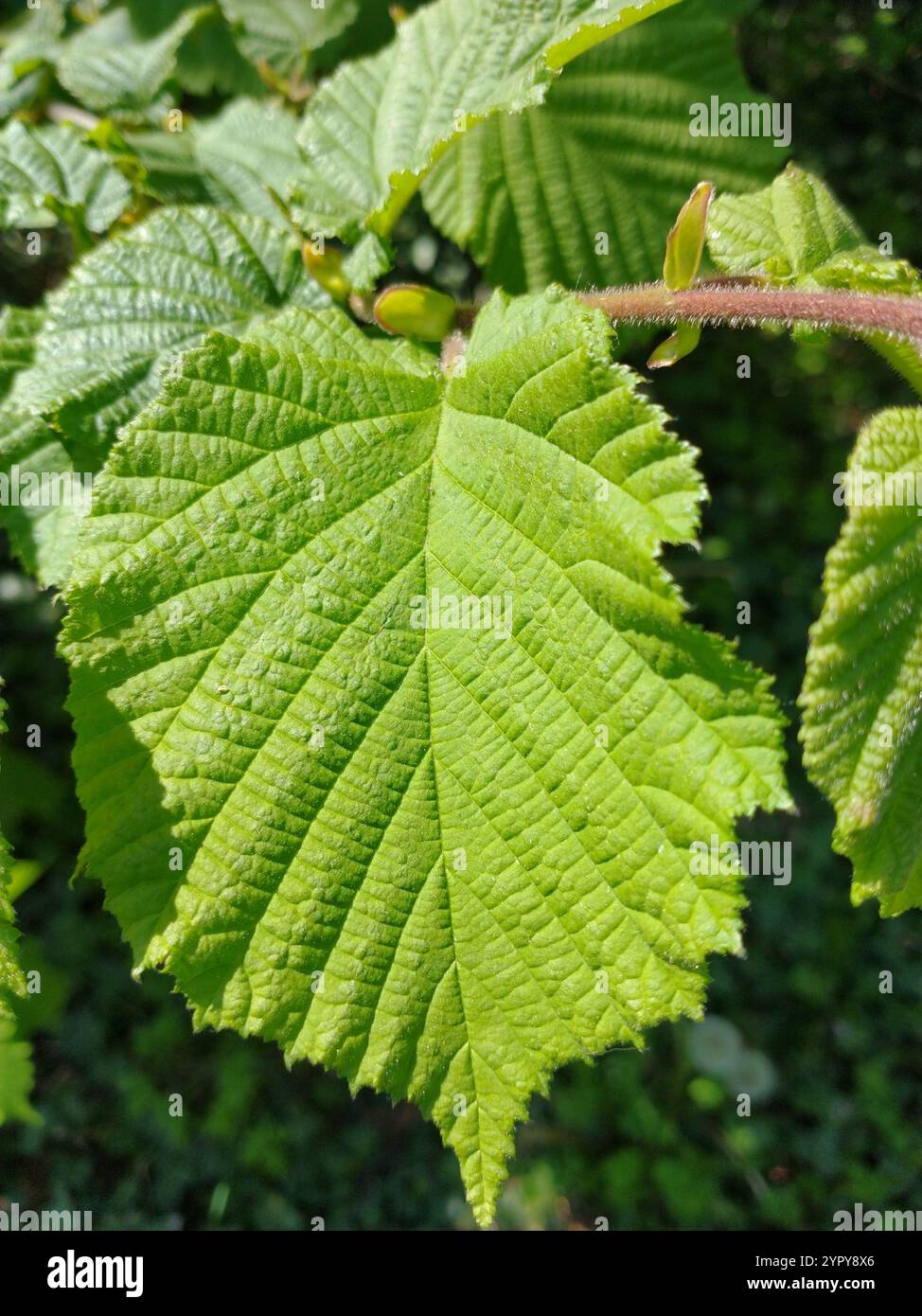 common hazel (Corylus avellana Stock Photo - Alamy