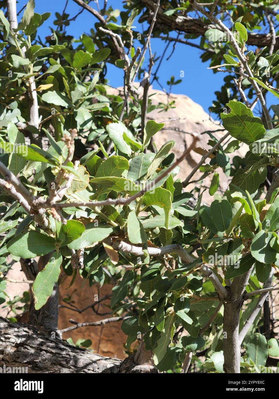 Arizona white oak (Quercus arizonica Stock Photo - Alamy