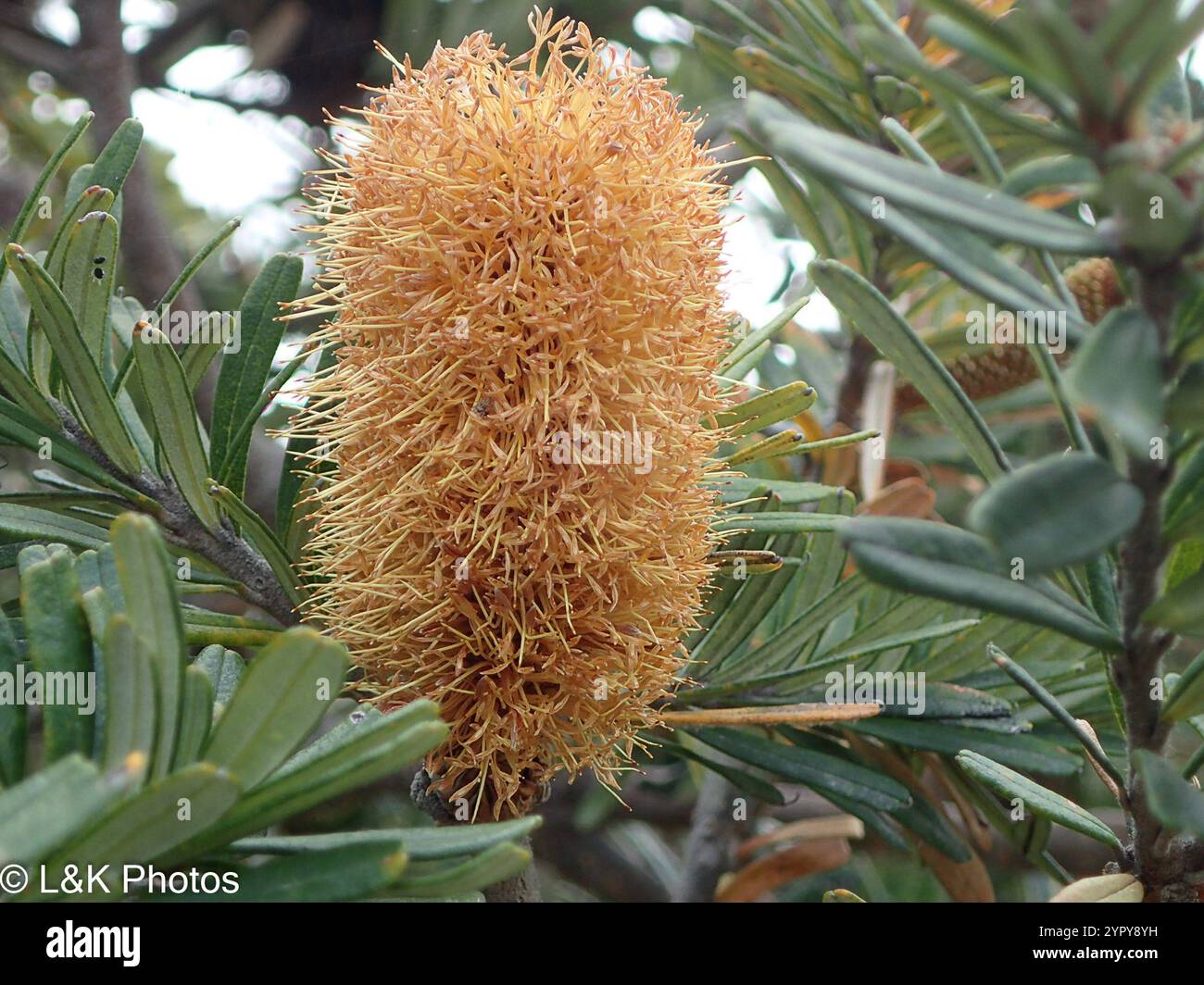 Silver Banksia (Banksia marginata Stock Photo - Alamy