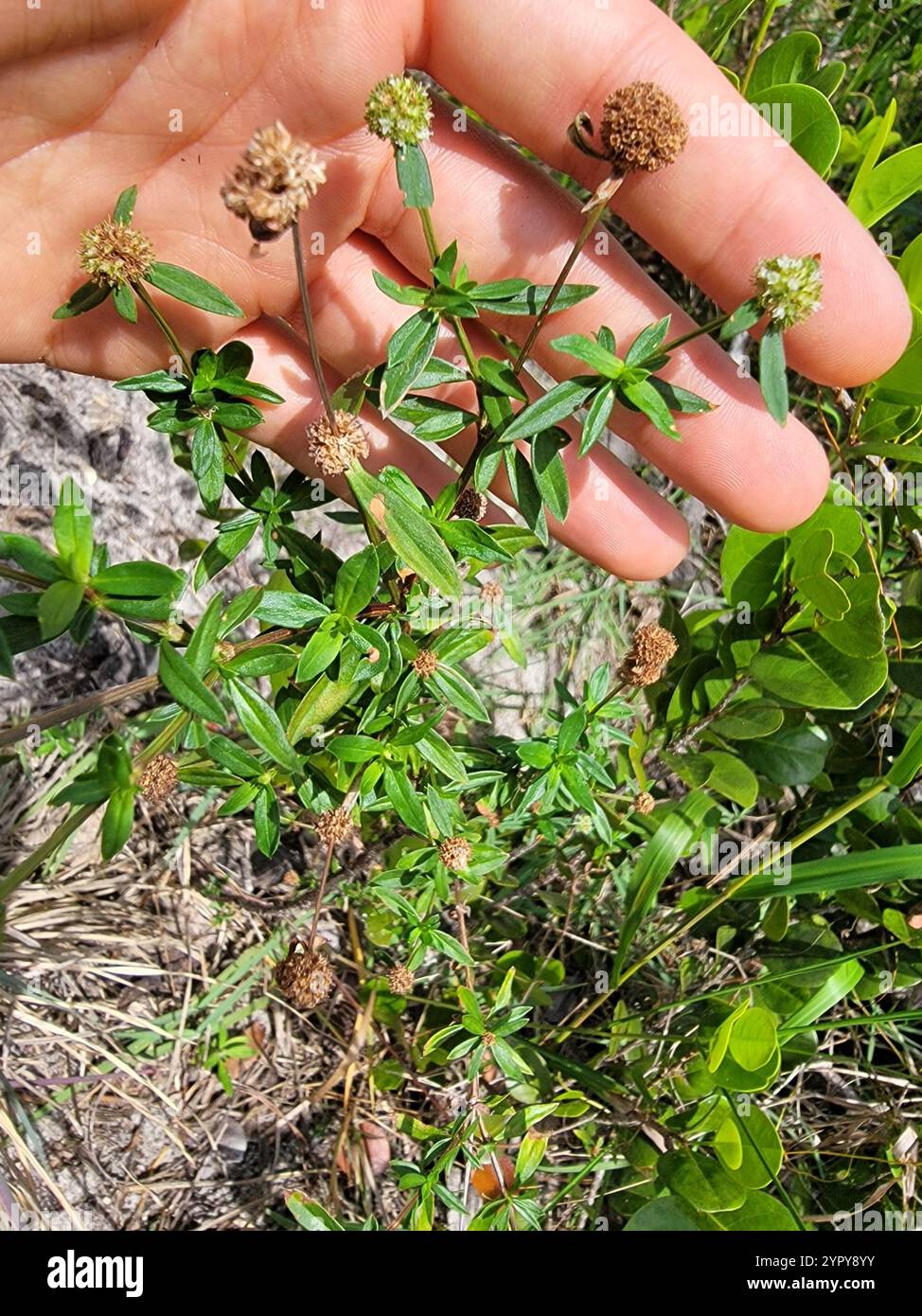 Shrubby false buttonweed spermacoce verticillata hi-res stock ...