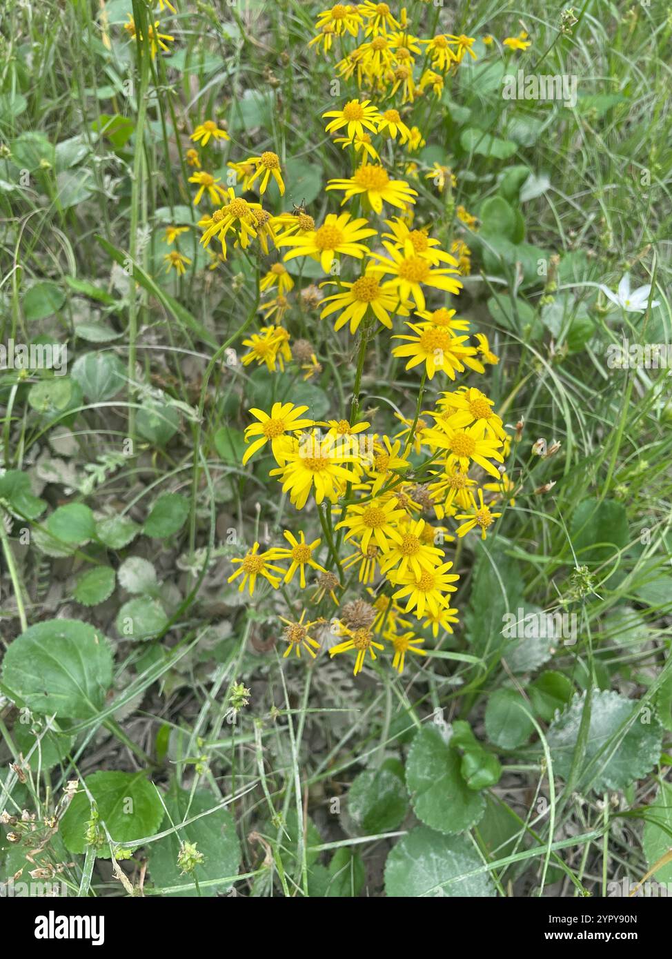 roundleaf ragwort (Packera obovata Stock Photo - Alamy