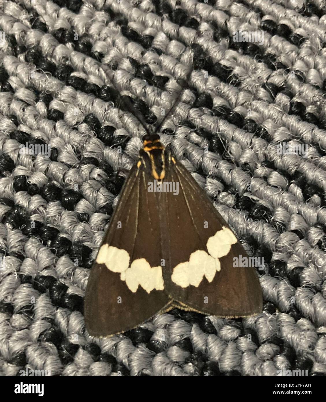 Australian magpie moth (Nyctemera amicus Stock Photo - Alamy