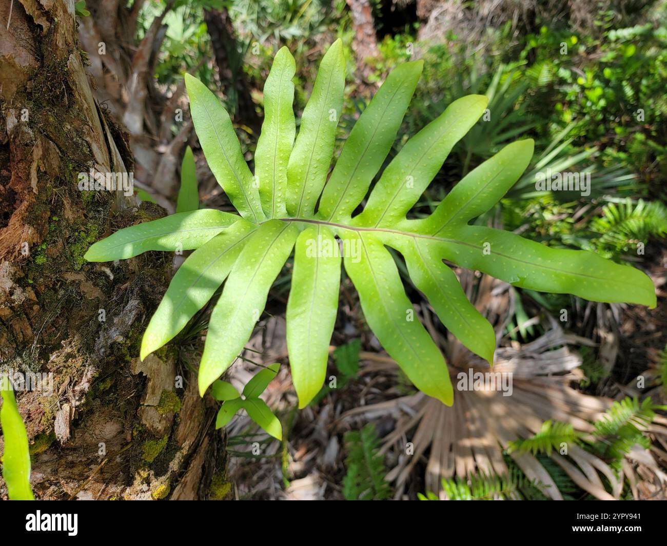 golden polypody (Phlebodium aureum Stock Photo - Alamy
