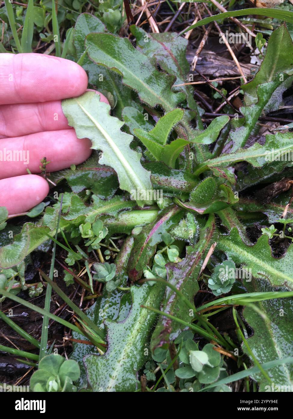 Common Cat's-ear (Hypochaeris radicata Stock Photo - Alamy